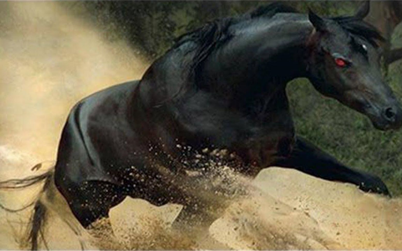 不可思议,6种世界上配种最贵的马,据说是世界上最帅的!