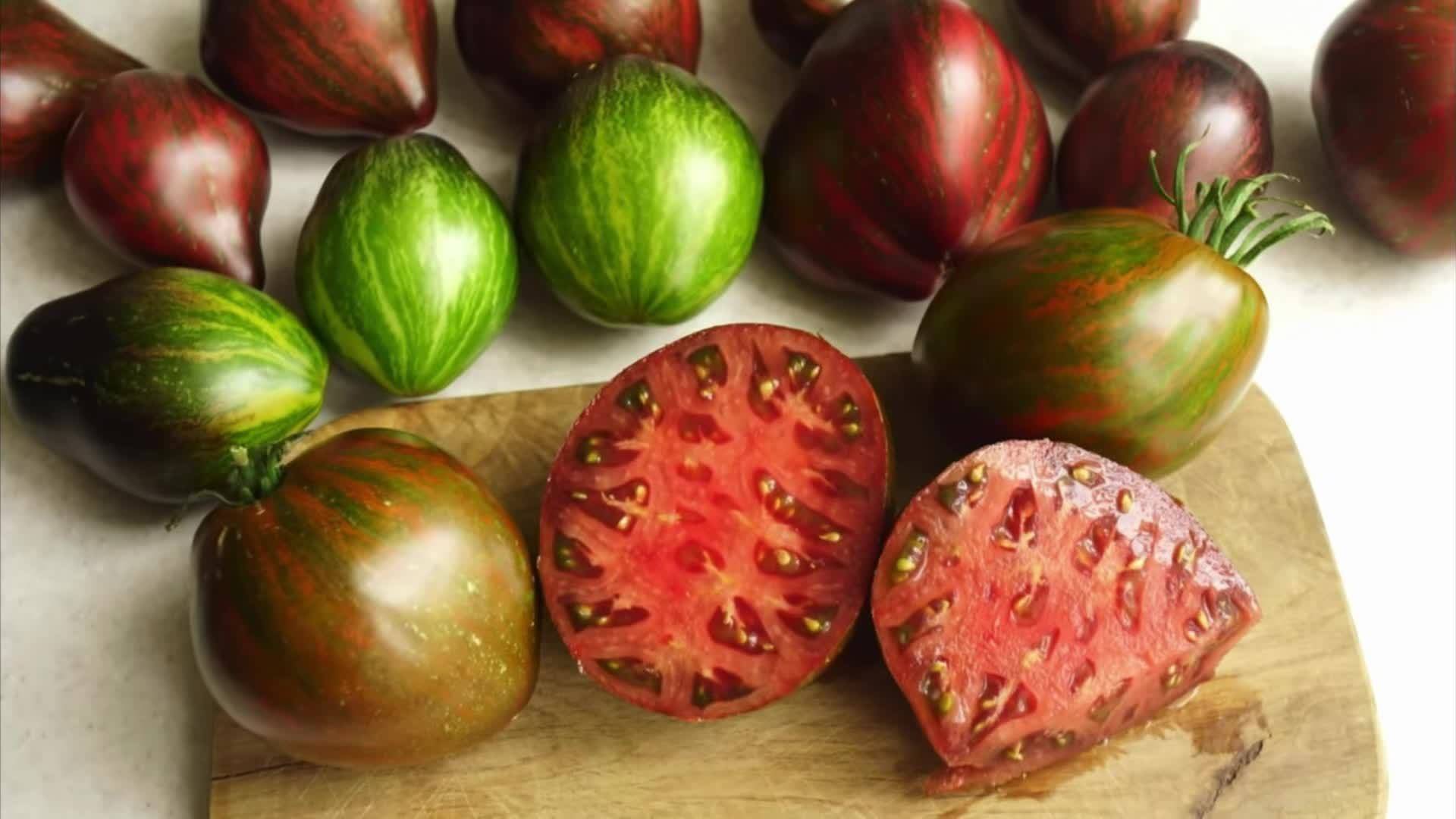 #西红柿 #番茄 #小番茄 #番茄种植