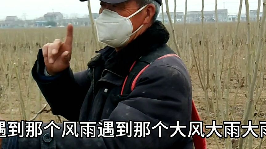 剪桑枝的老大爷给我们说了什么?让我们高兴又意外宝哥带你去看看