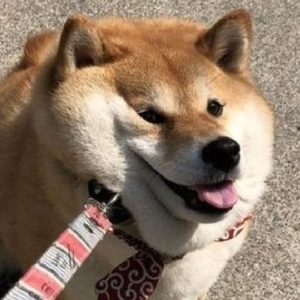 鲵人儿 