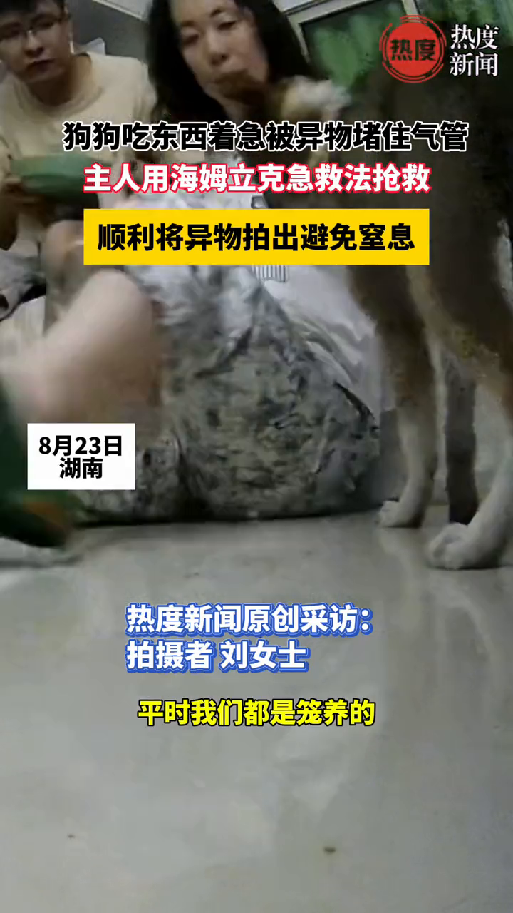 狗狗吃东西着急被异物堵住气管,主人用海姆立克急救法抢救