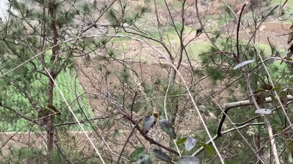 动物界的搞怪大师,模仿猫头鹰恶作剧 #神奇动物在抖音 #万物皆有灵性 ...