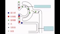 160601 20滤过作用qweg