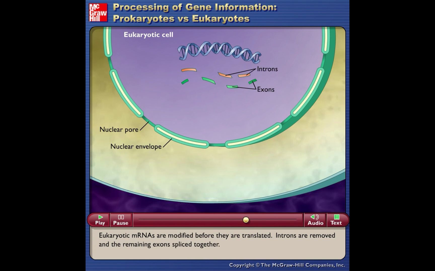 原核生物和真核生物基因表达过程的比较Processing of Gene ...