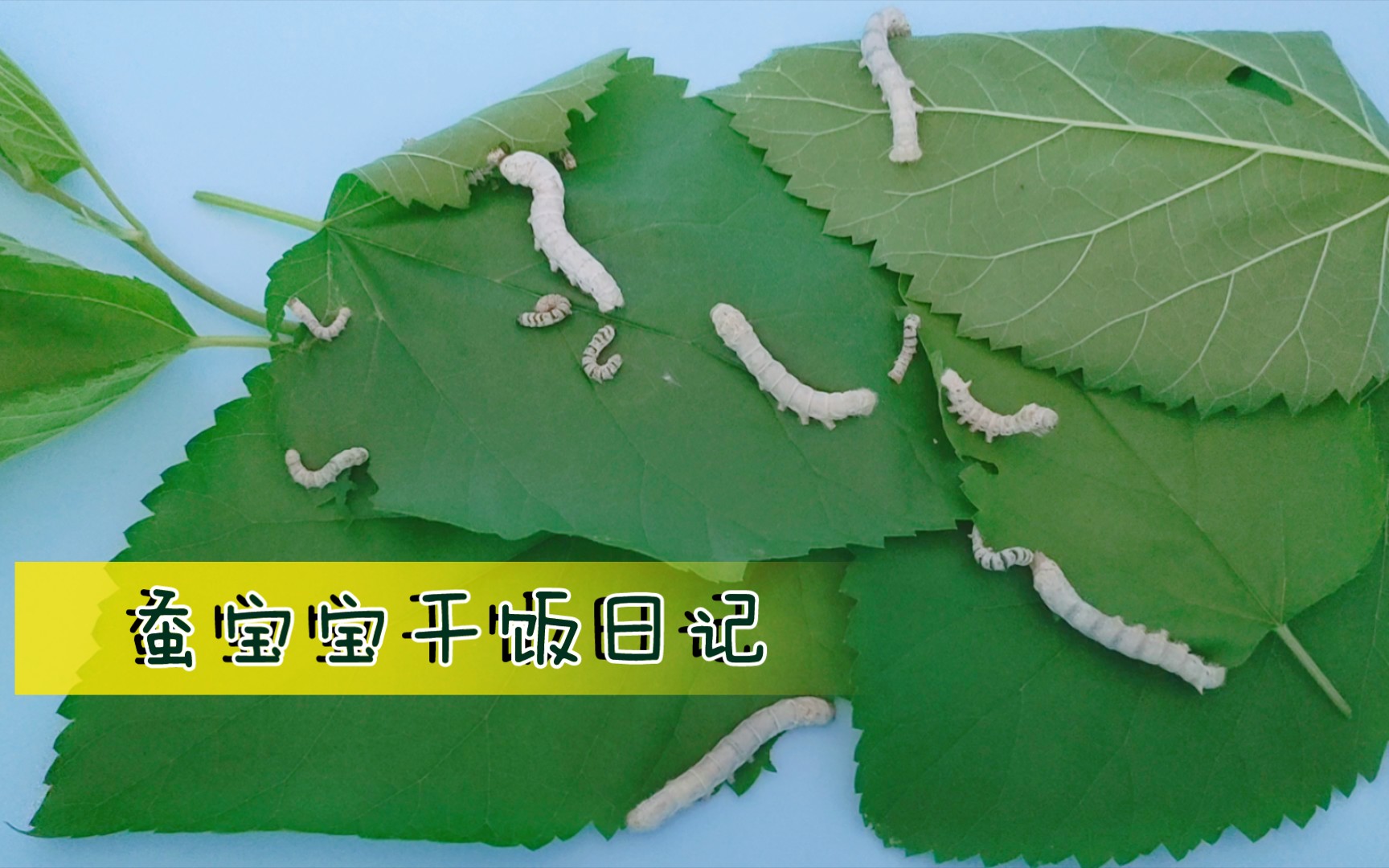 解压|蚕宝宝的干饭日记