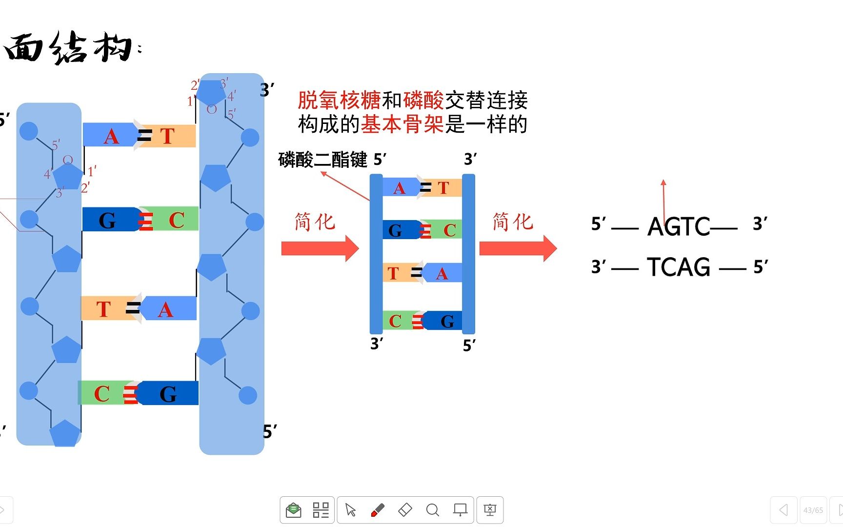 3.1 重组 DNA 技术的基本工具 第2节课