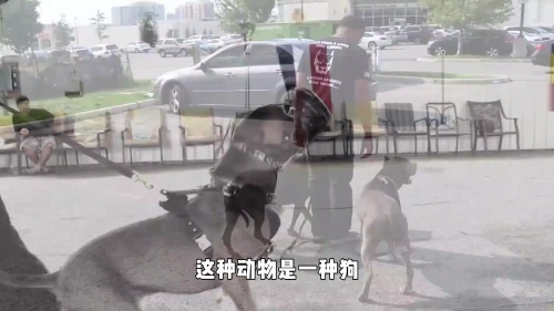 比特犬大战纯种藏獒,居然被一招制服,全程咬住不松口!