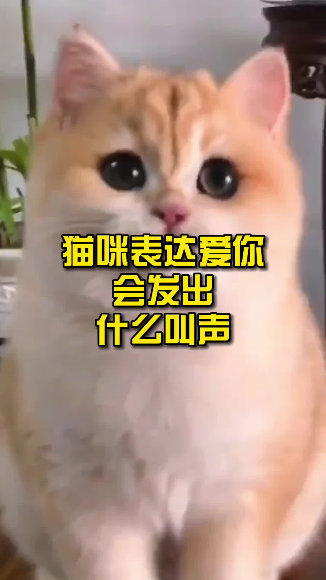 猫咪表达爱你会发出什么叫声?