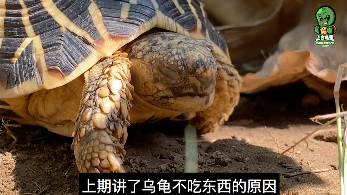 乌龟肠胃病的病因和症状/常见龟病第三集