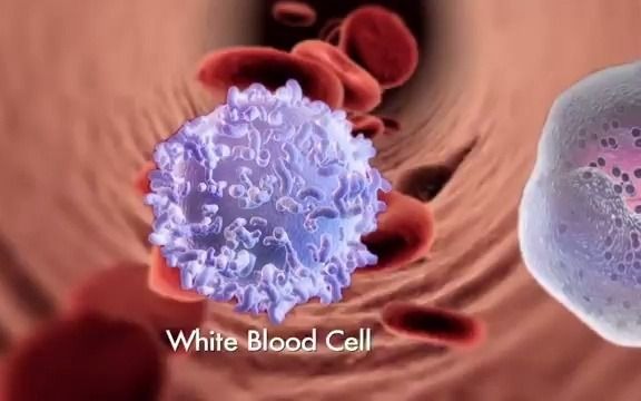白细胞是如何工作的How White Blood Cells Work
