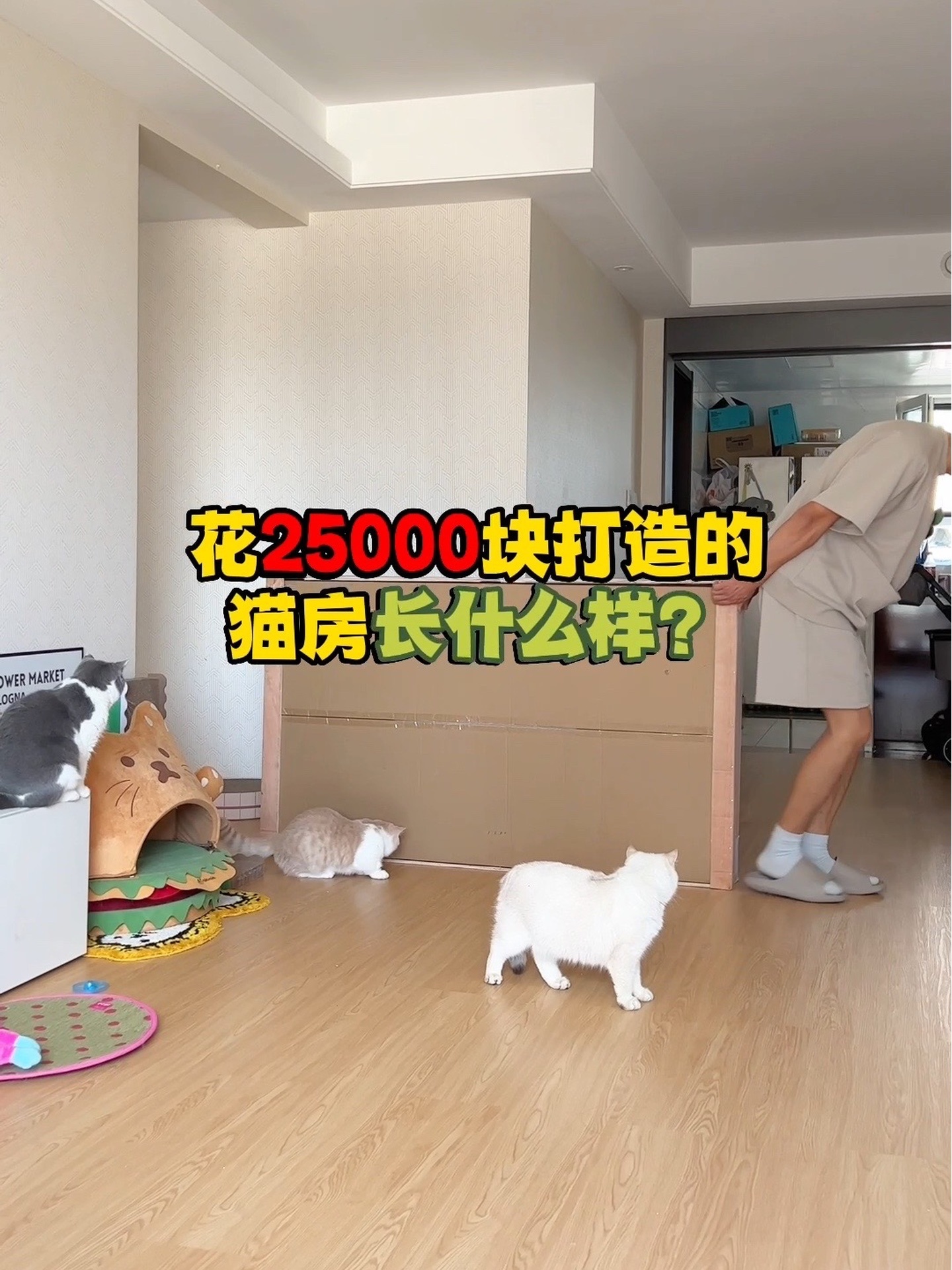 一起来打造猫房吧~