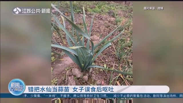 这两种植物一定要分清!错把水仙当蒜苗,女子误食后中毒呕吐