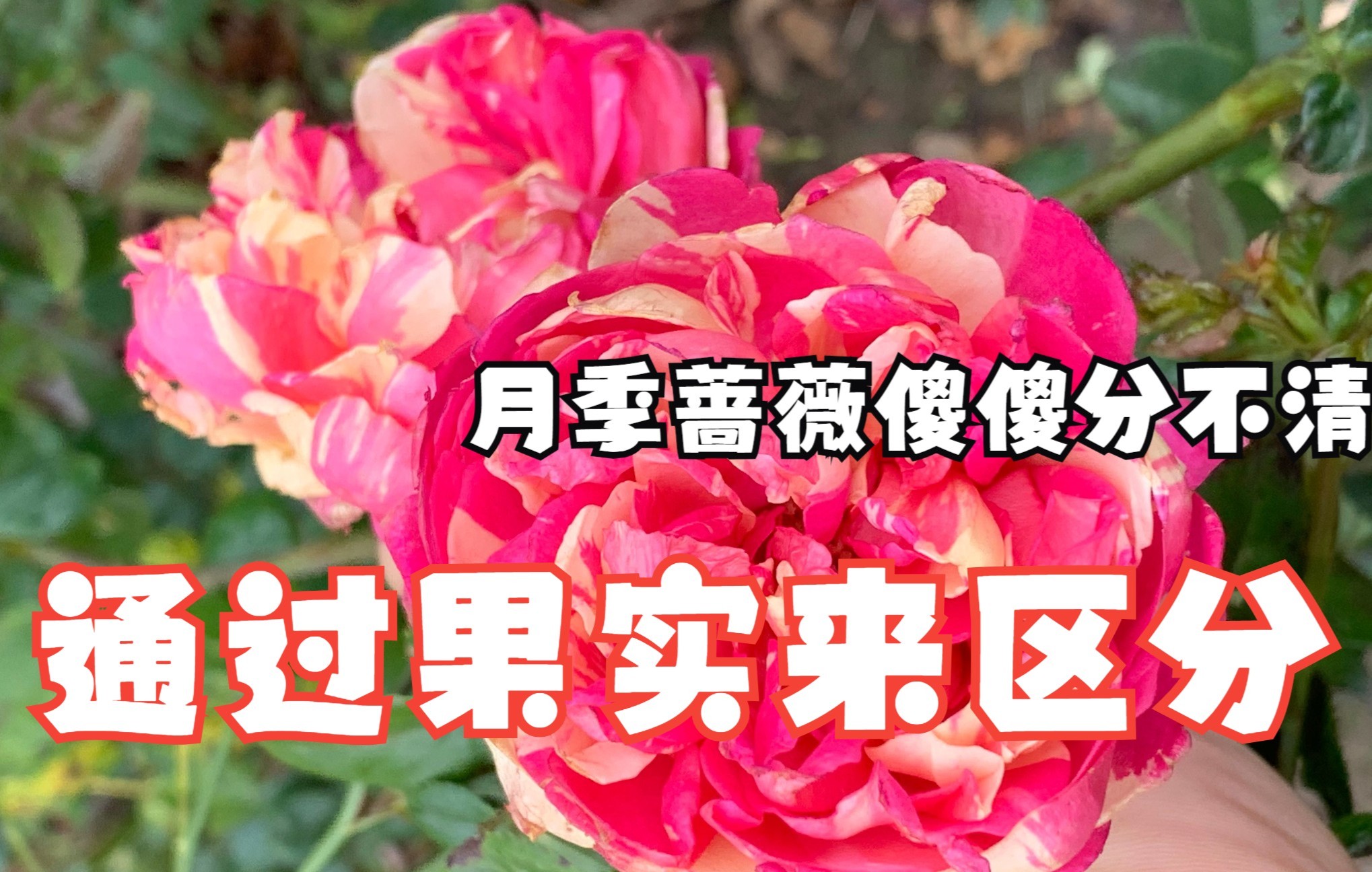 月季蔷薇傻傻分不清,小妙招通过果实不同来区分,还有区分月季和蔷薇...