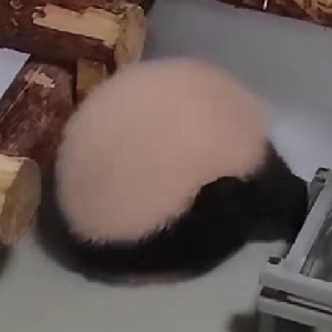 国宝特攻果酱画 