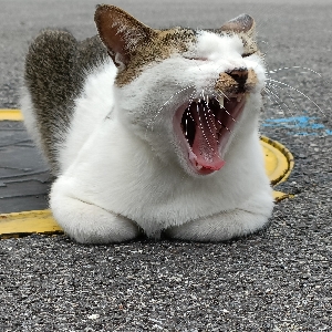 背护 