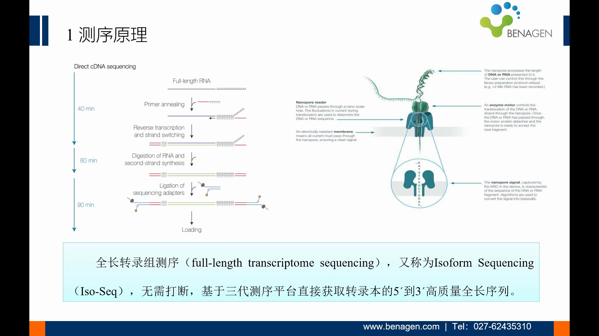 基于Nanopore测序的全长转录组分析