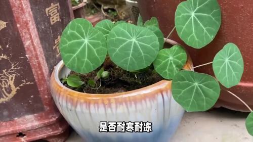 山乌龟耐寒耐冻吗?推荐三种耐寒耐冻易养植物,家里种上吉祥好看