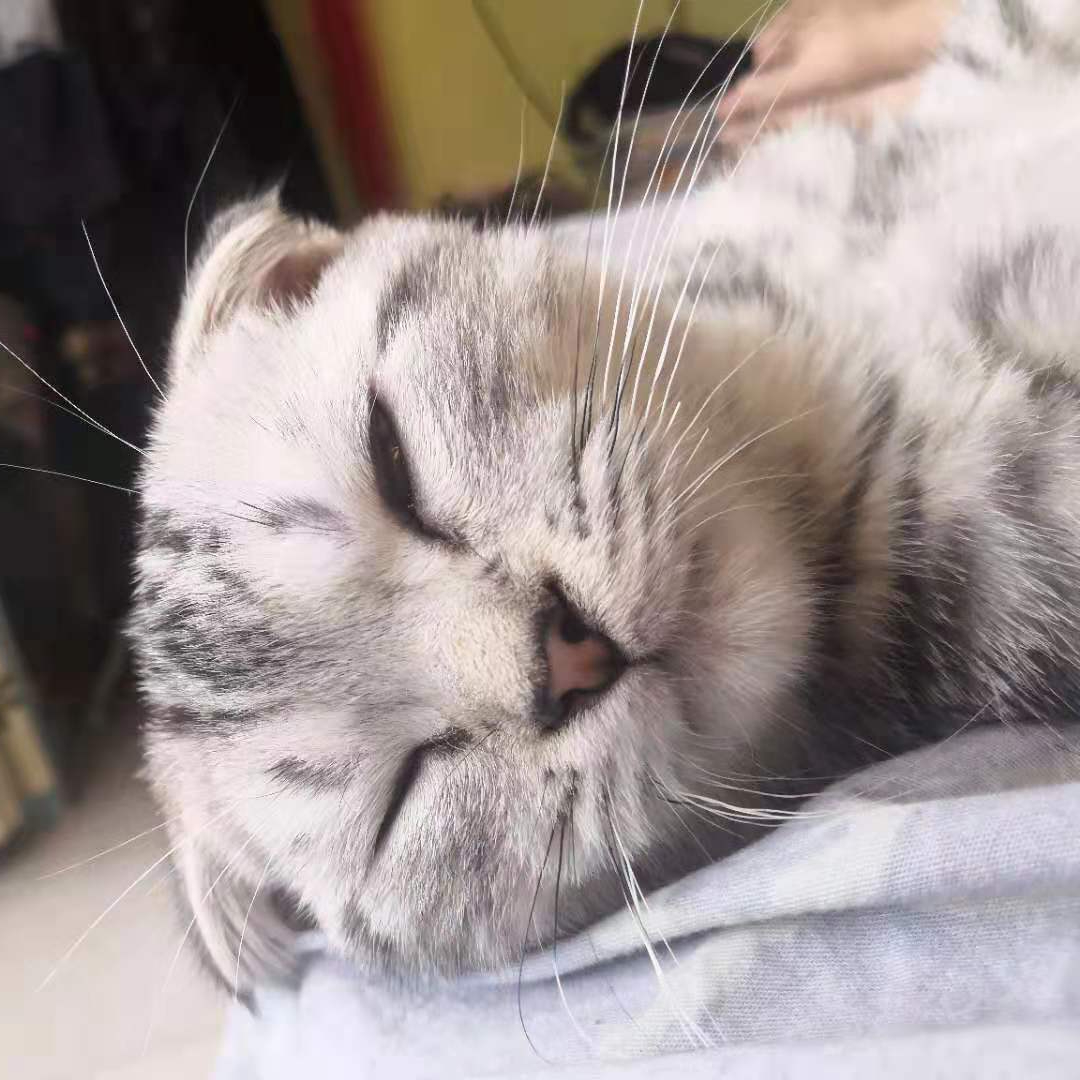 布丁的红豆先生 