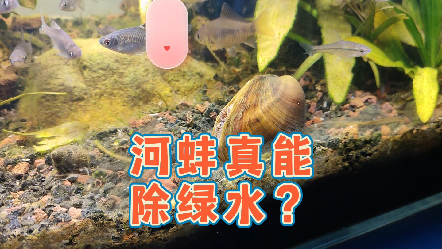 ...河蚌净化鱼缸水质的原理,鱼缸绿水产生的原因和快速变清简单方法,三...