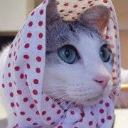 夜猫君Nightcat 