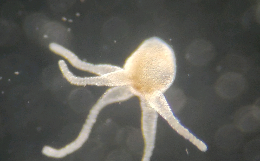 体视镜下的小水螅