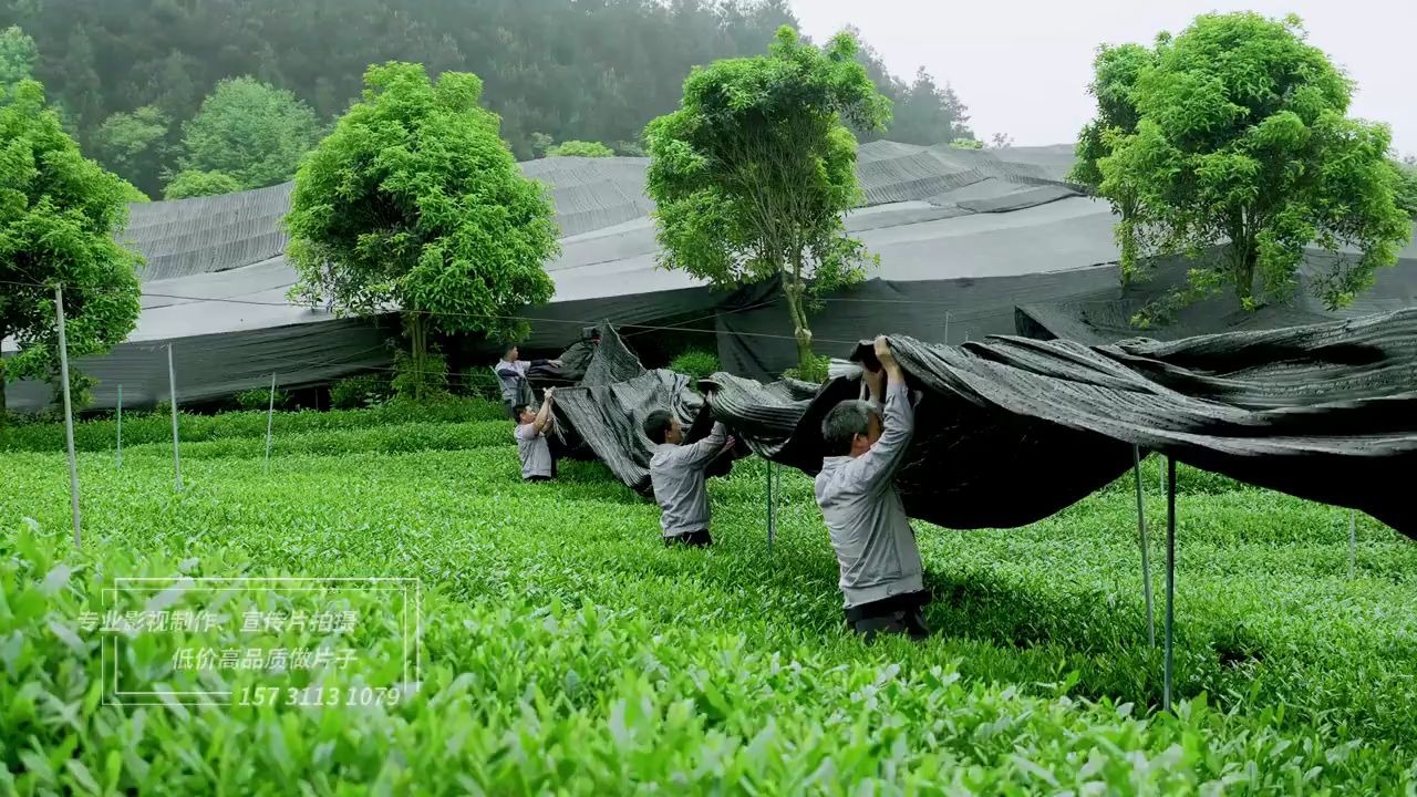 贵州抹茶文化宣传片/企业产品宣传片/企业形象宣传片/创意宣传片/宣传...