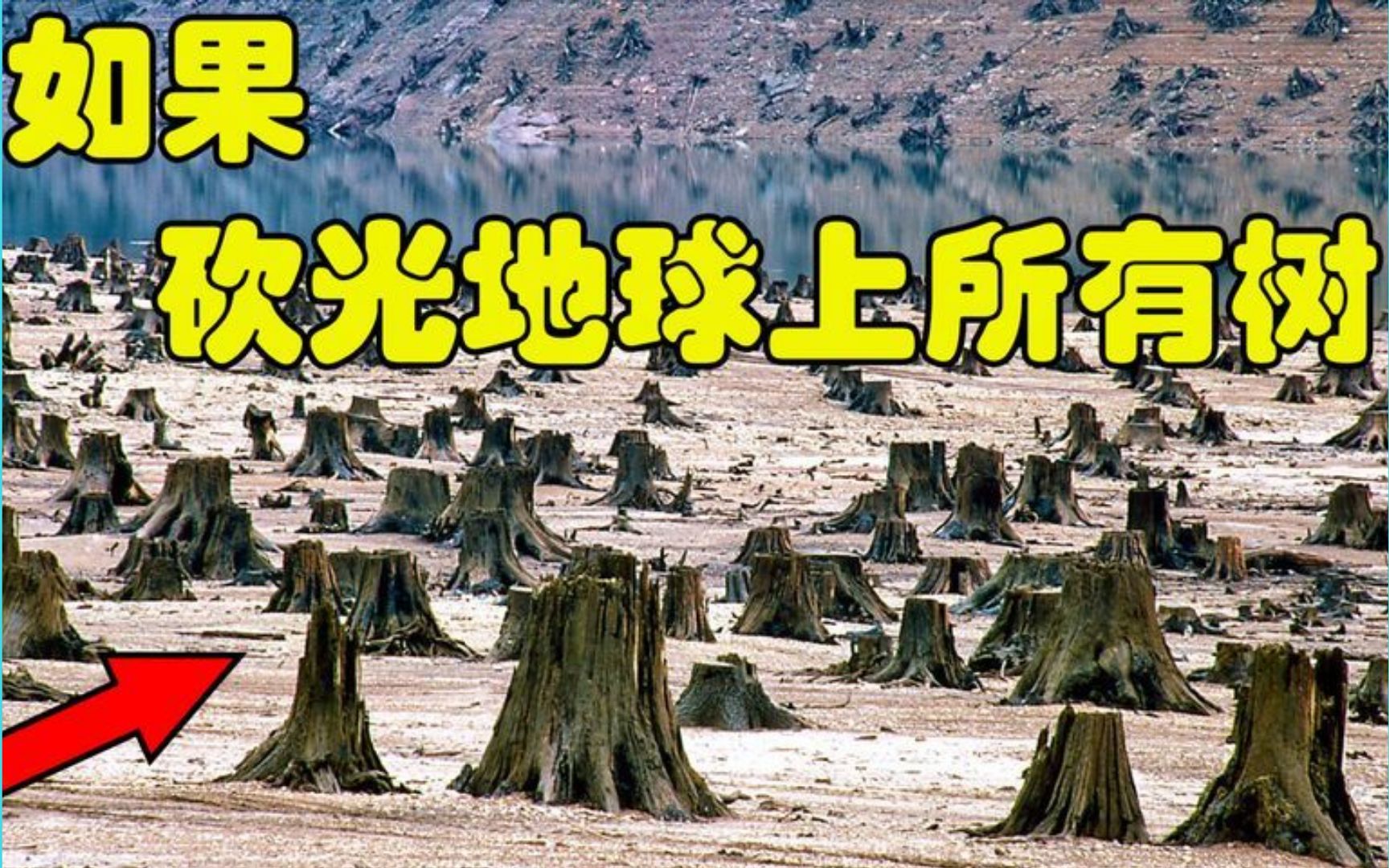 如果所有树木都被砍光了,地球会变成什么样?