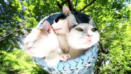 夏天抓猫教程, 准备一只篮子, 挂起来, 等待收获萌猫!