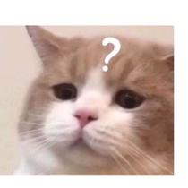 猫南北能有什么坏心思 