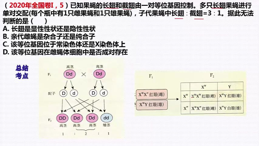 2020年高考题讲解分析--基因分离定律考点
