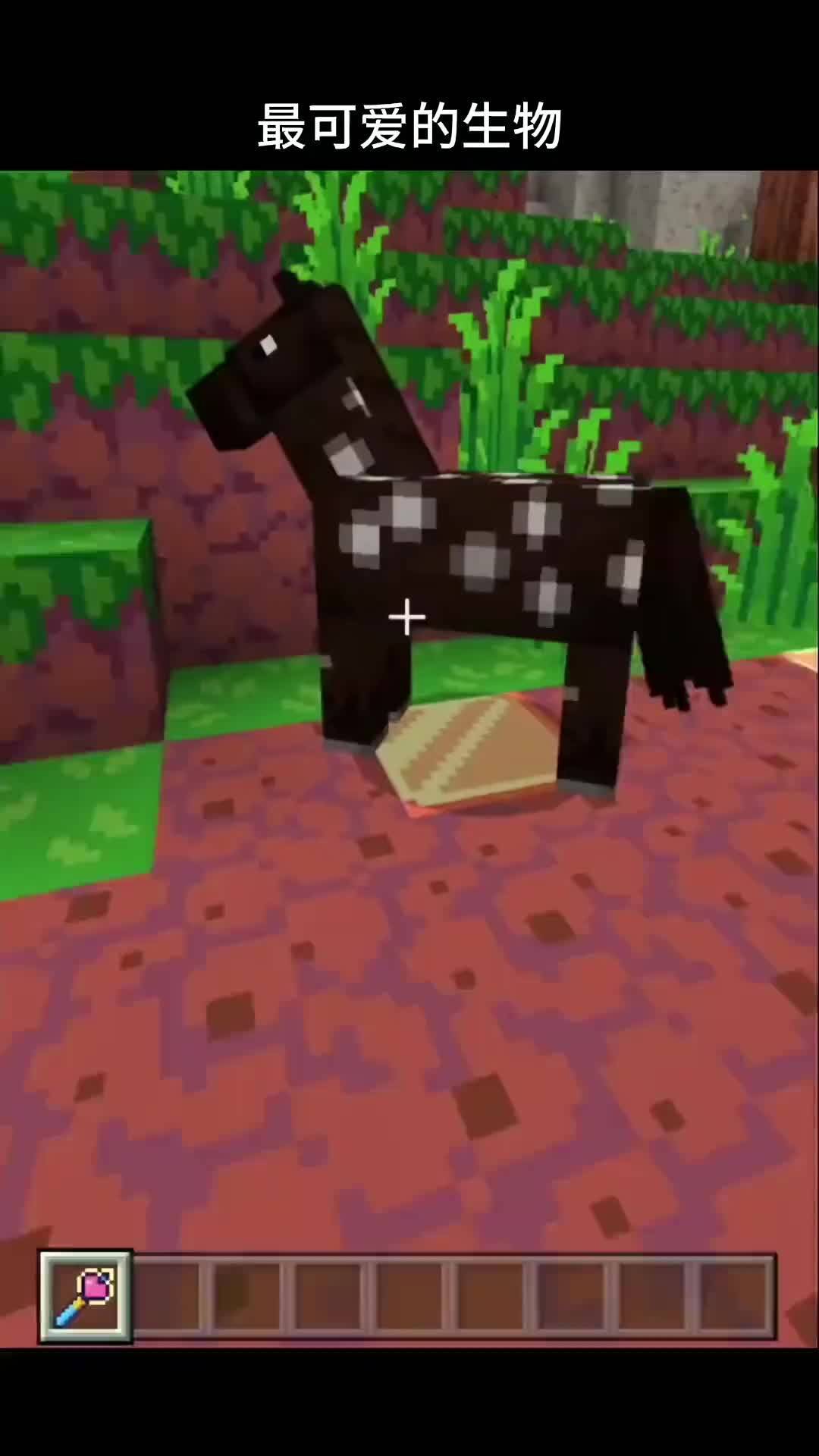 我的世界爱护大自然的可爱生物