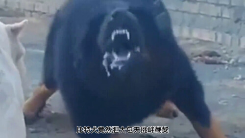 比特犬胆大包天挑衅藏獒,结果被藏獒压着打,躺在地上活活咬死