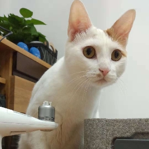 两只猫咪和小西 