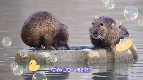 动物说第5集:萌萌哒啮齿动物