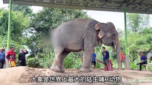 大象生孩子,全程高能无尿点