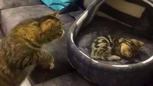 母猫得知小猫要被送走,一脸温柔:且让我再摸摸、看看你们!