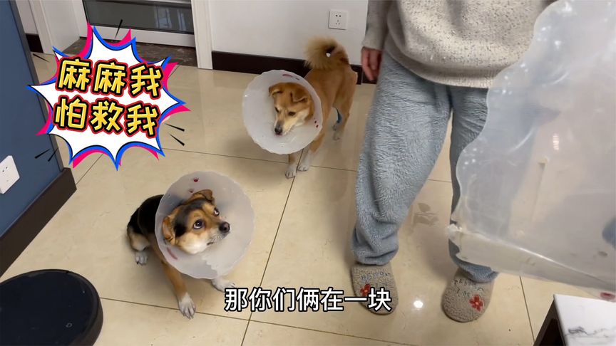 狗狗打架后留下阴影,浑身颤抖祈求主人救它,恐惧的眼神让人心痛