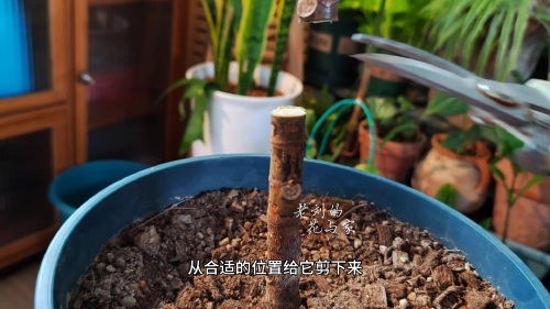 橡皮树怎样扦插?简单4步,成活率99%