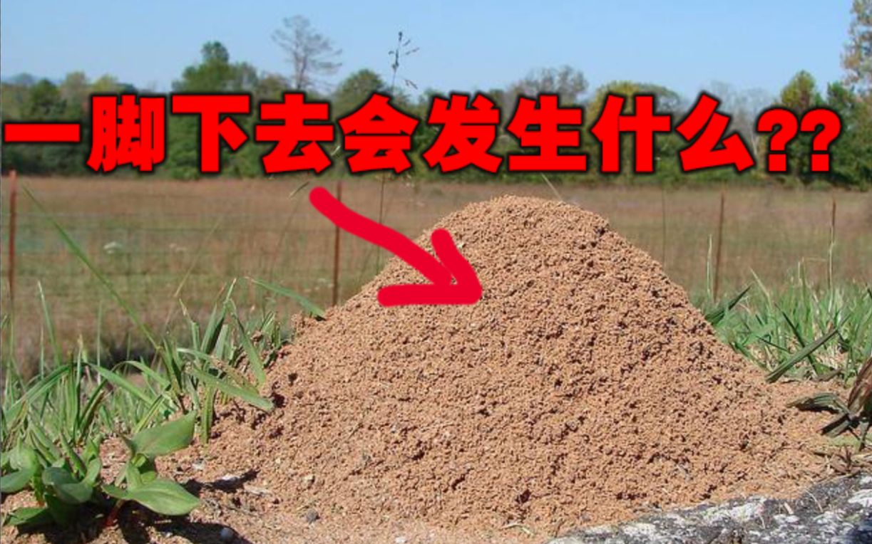 【玉笙野采】对着火蚁窝一脚下去,瞬间遍地爬满蚂蚁!