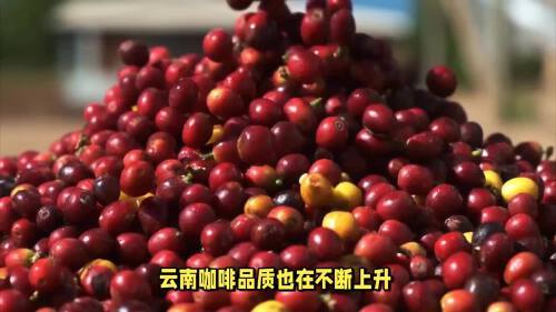 小粒咖啡豆品质怎么样?云南咖啡和海南咖啡有什么区别?
