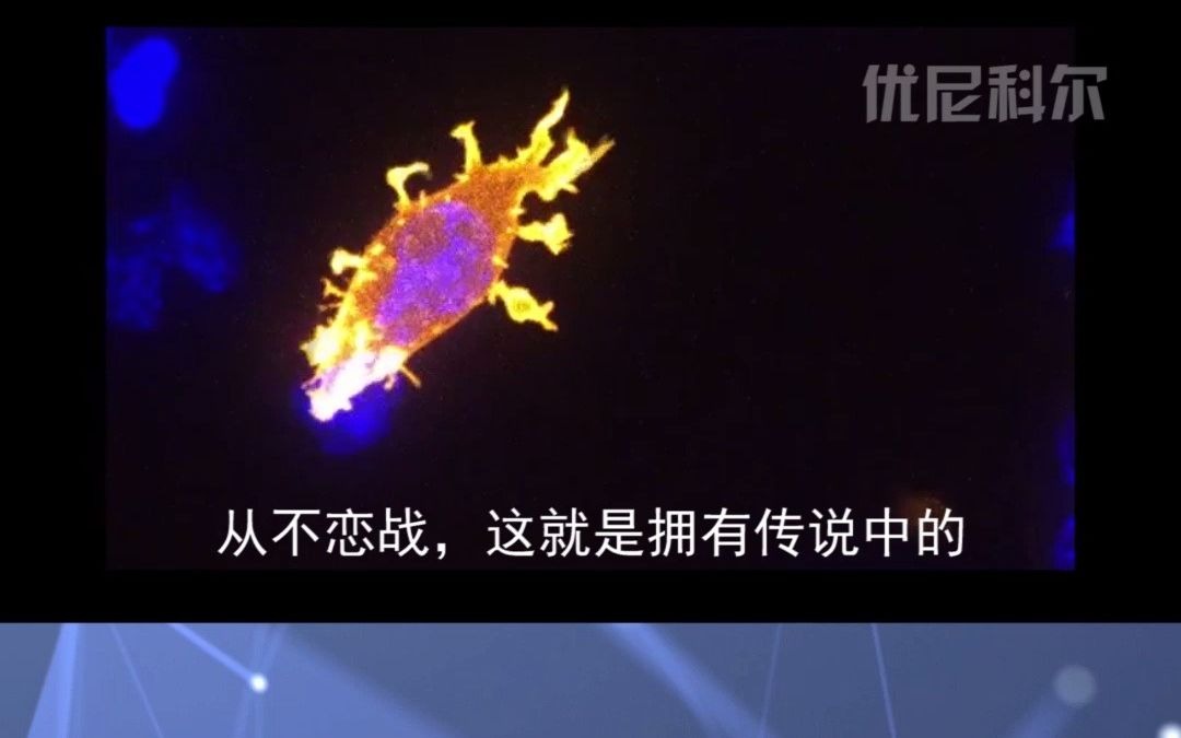 荧光显微镜下-杀手T细胞攻击癌细胞全景