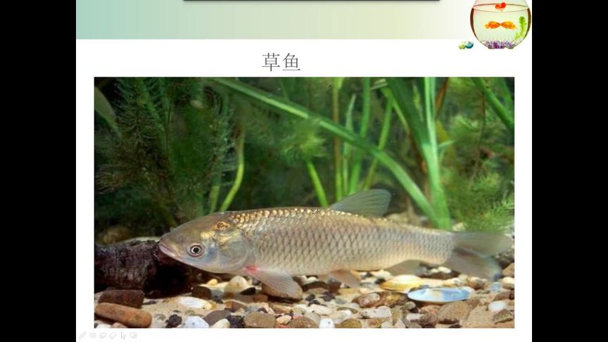 脊椎动物中的鱼类、两栖类和爬行类的结构特点,以及与人类关系