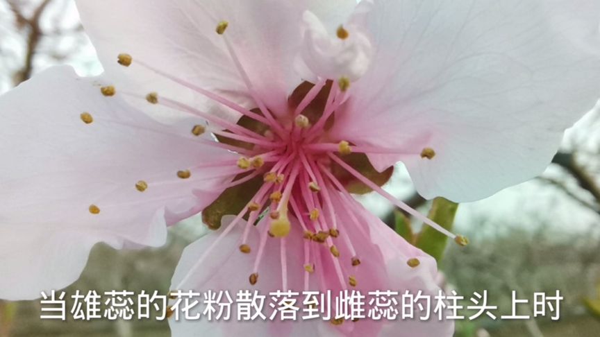 了解桃树开花规律,什么样的花结出的果实大?疏花疏果时注意