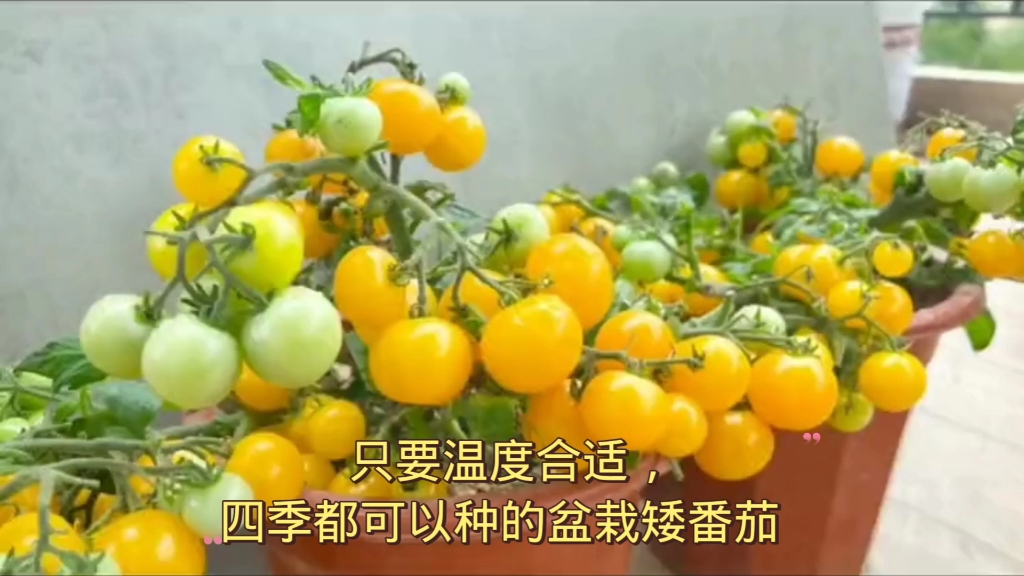 种植小技巧 只要温度合适,四季都可以种的盆栽矮番茄