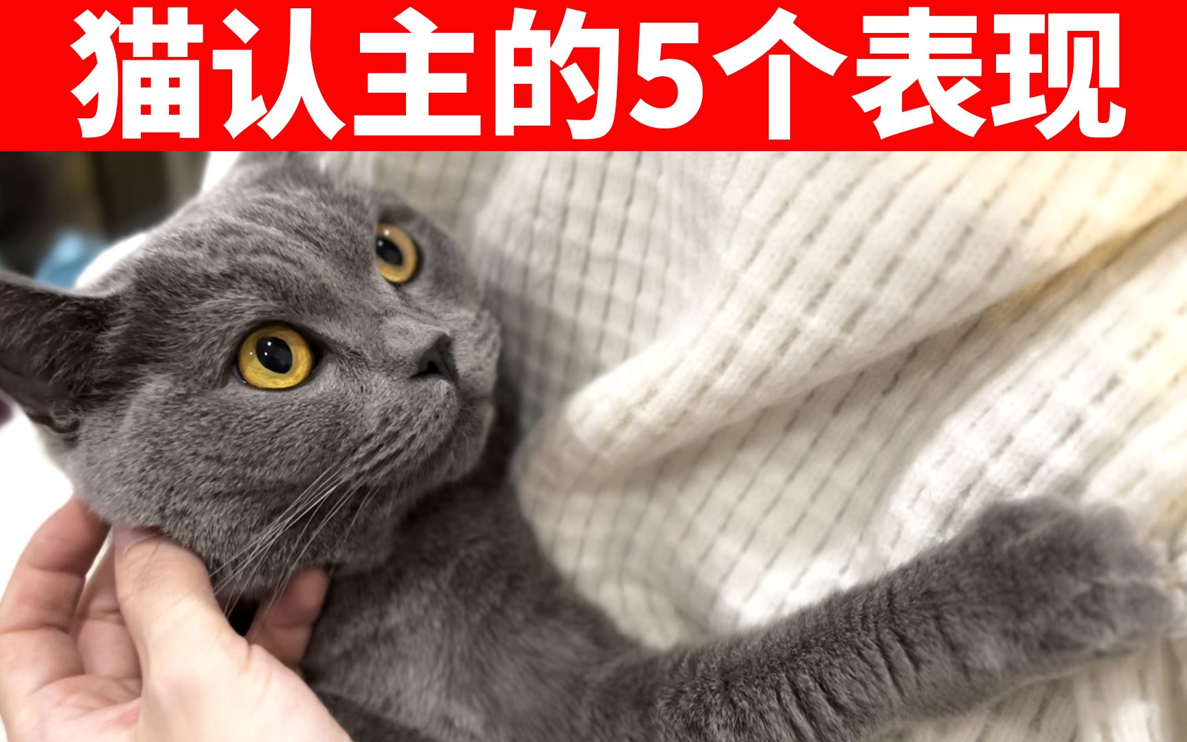猫咪认主的5大表现!如果5种全中,不用怀疑,你已经是它主人了! 【猫咪...
