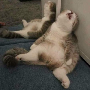 nicmeow 