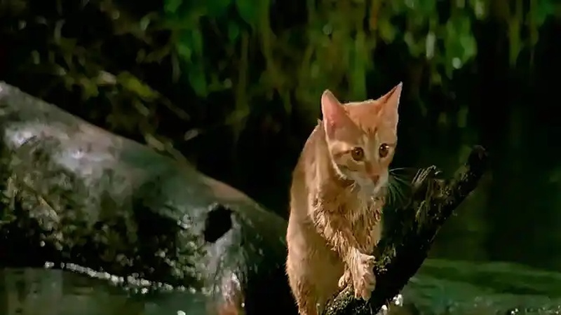 小钟带你看动物 猫狗古文