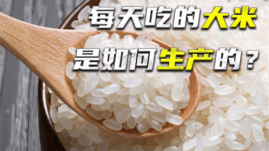 探访水稻变成大米的全过程,全流程机械化处理,原来有这么多讲究