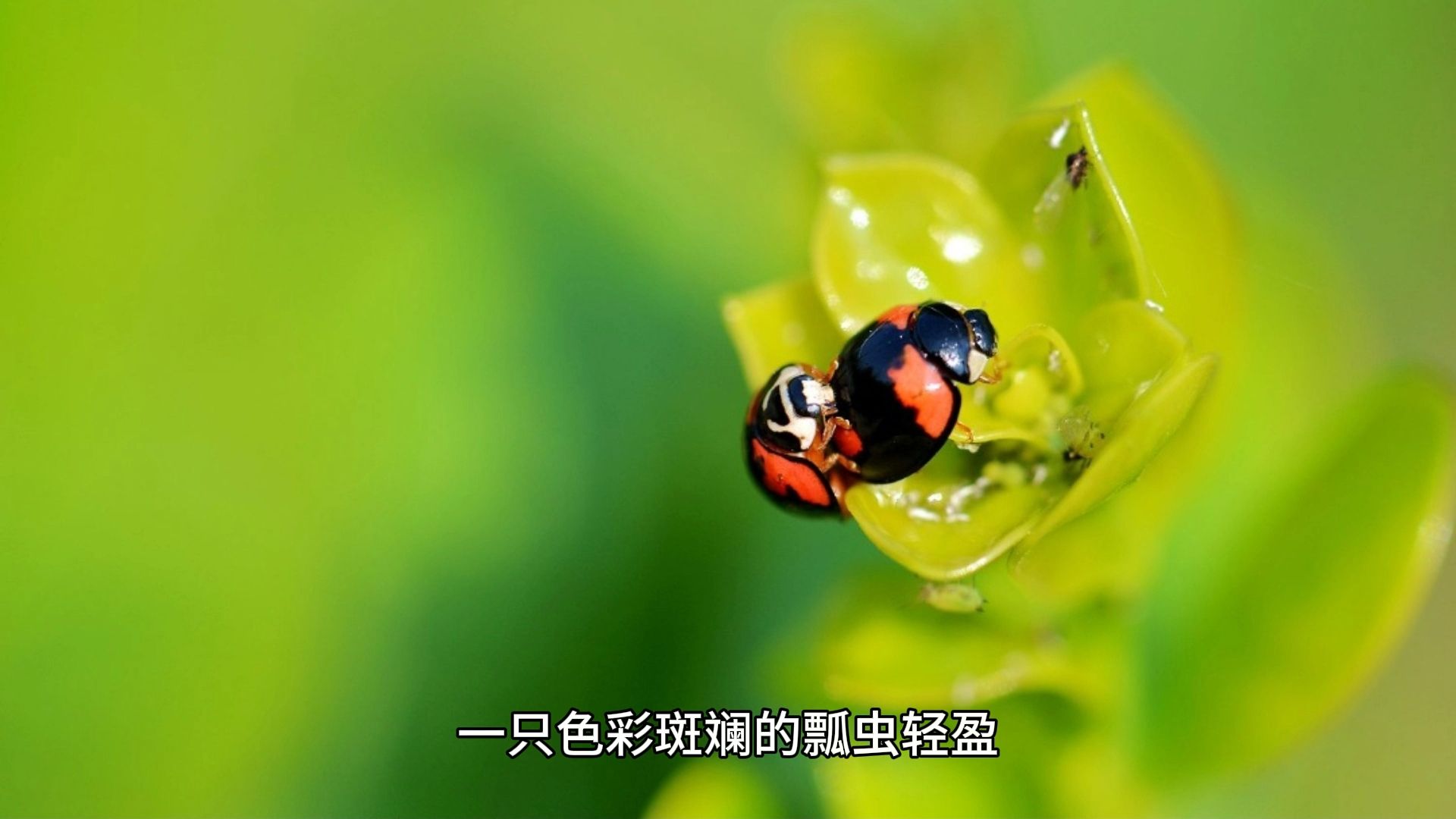 《微观小世界》01瓢虫的挑衅