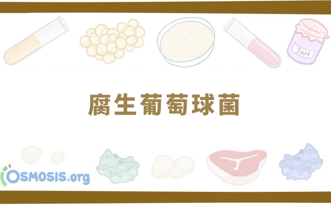 【预习】腐生葡萄球菌 Staphylococcus Saprophyticus(中英字幕)